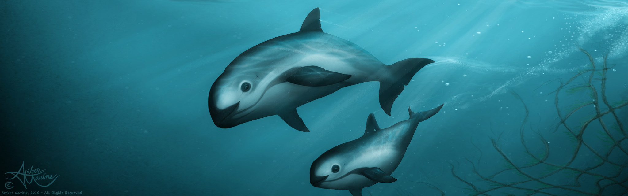 Vaquita (Phocoena sinus) – FaunaFocus