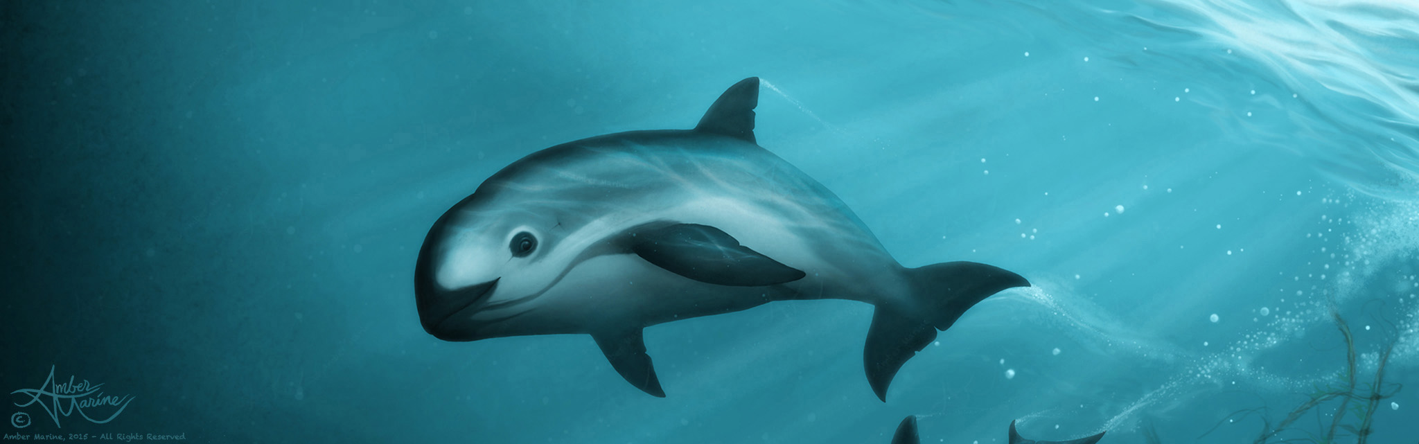 Vaquita (Phocoena sinus) – FaunaFocus