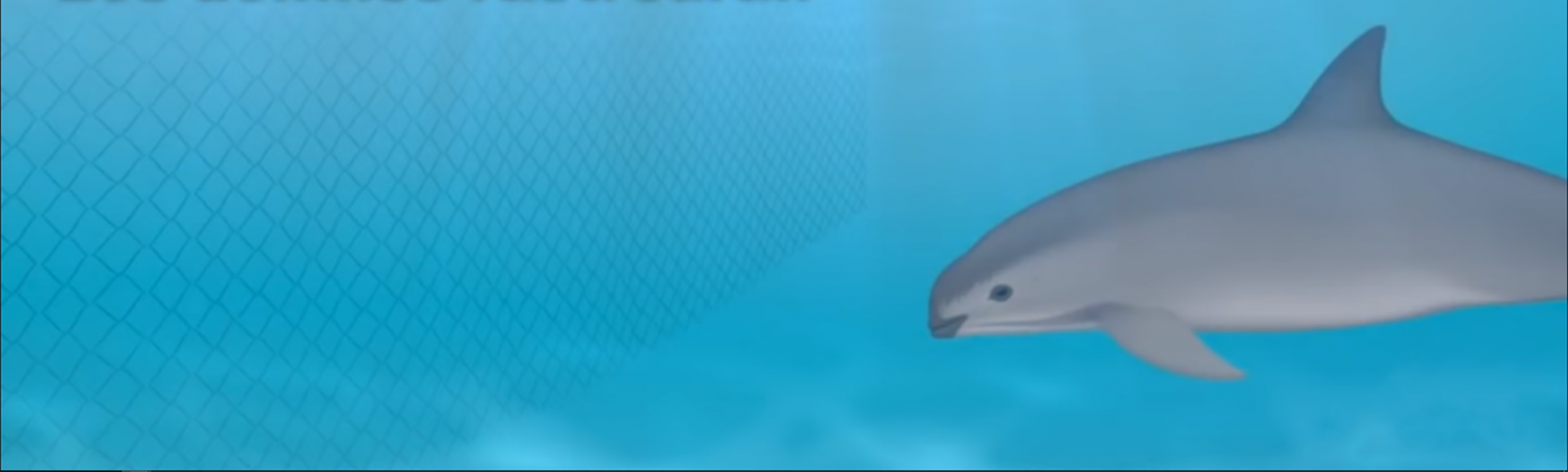 Vaquita (Phocoena sinus) – FaunaFocus