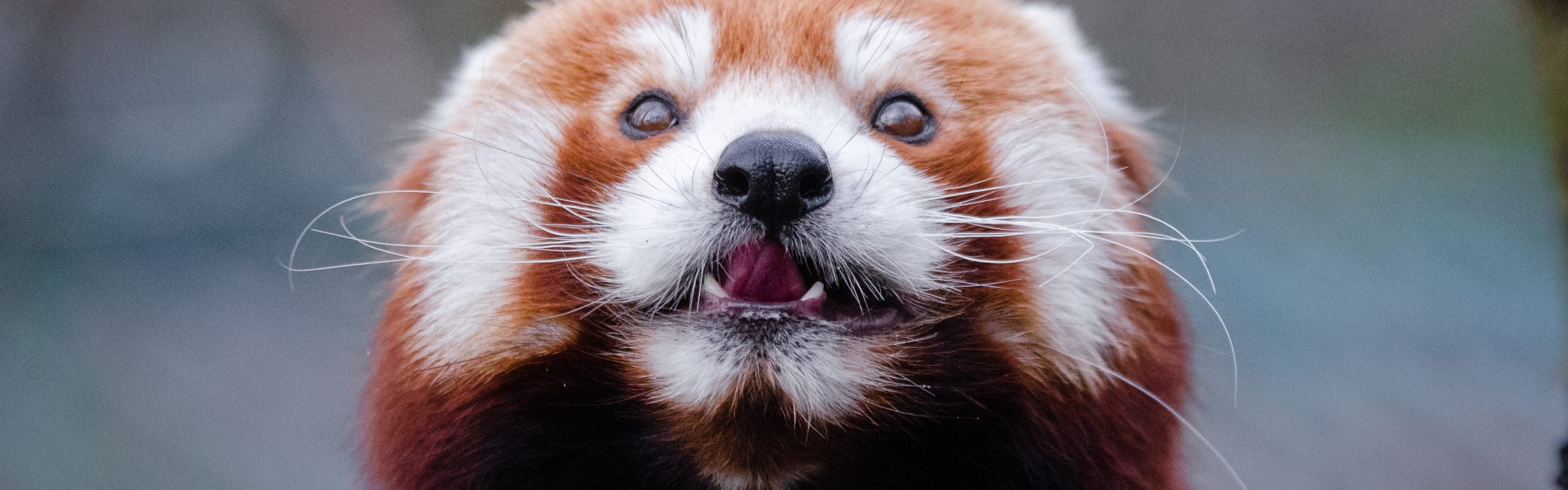 Red panda (Ailurus fulgens) – FaunaFocus