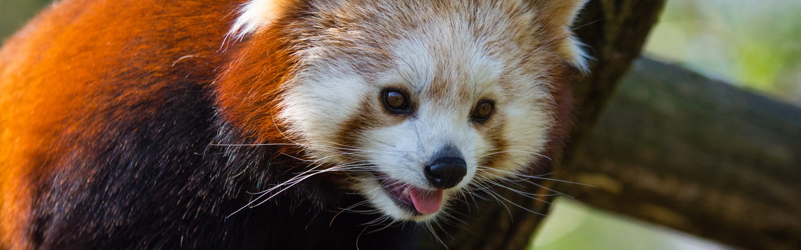 Red panda (Ailurus fulgens) – FaunaFocus