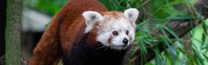 Red panda (Ailurus fulgens) – FaunaFocus