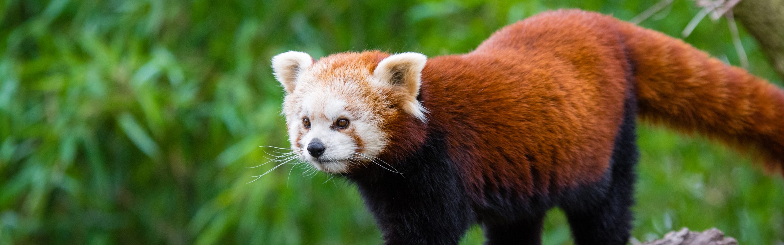 Red panda (Ailurus fulgens) – FaunaFocus