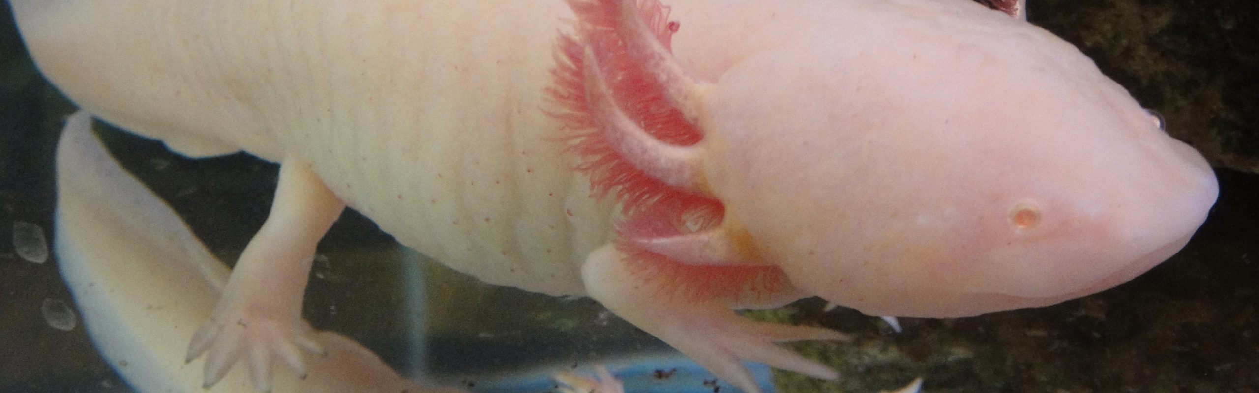 Axolotl (Ambystoma mexicanum) – FaunaFocus