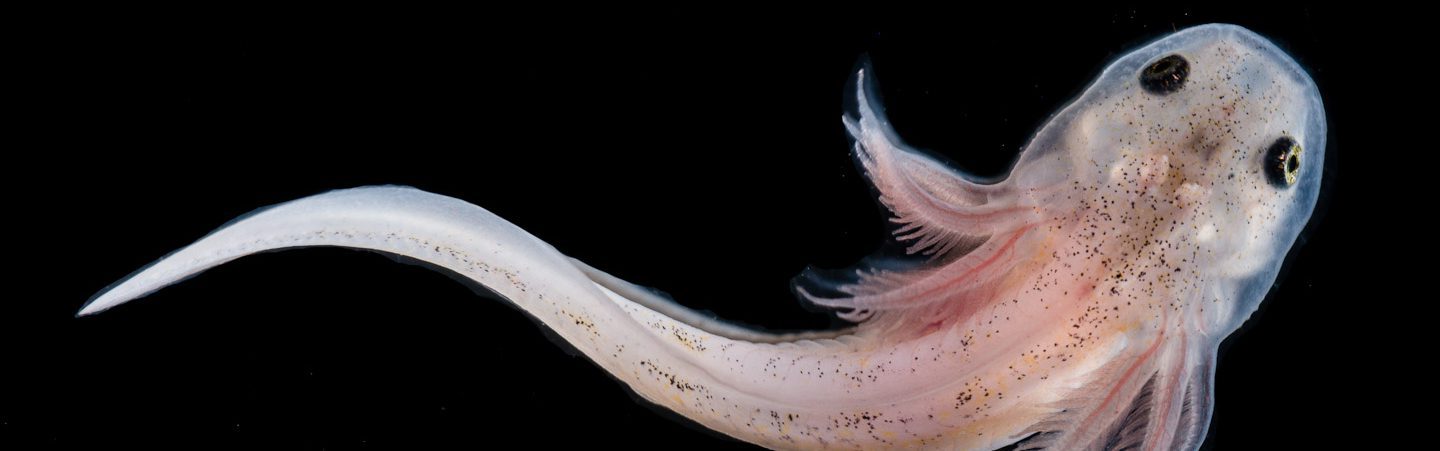 Axolotl (Ambystoma mexicanum) – FaunaFocus