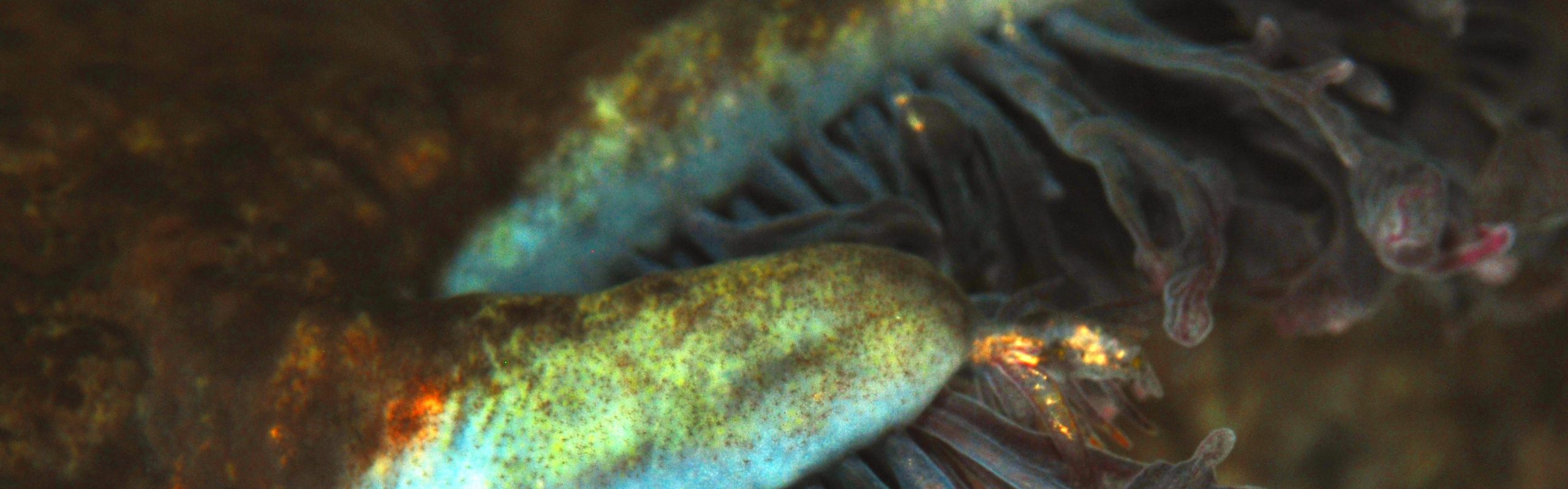 Axolotl (Ambystoma mexicanum) – FaunaFocus
