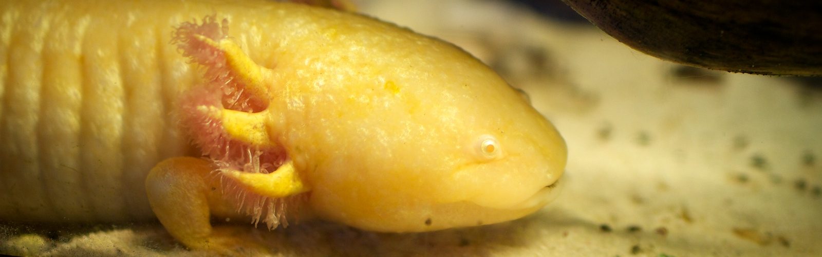 Axolotl (Ambystoma mexicanum) – FaunaFocus