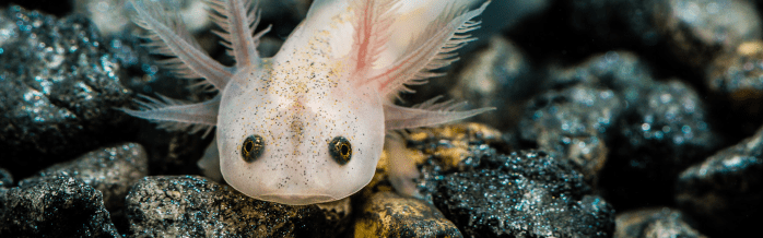 Axolotl (Ambystoma mexicanum) – FaunaFocus