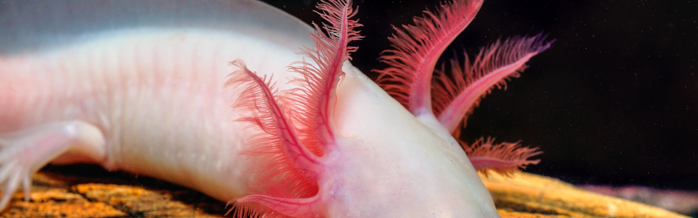 Axolotl (Ambystoma mexicanum) – FaunaFocus