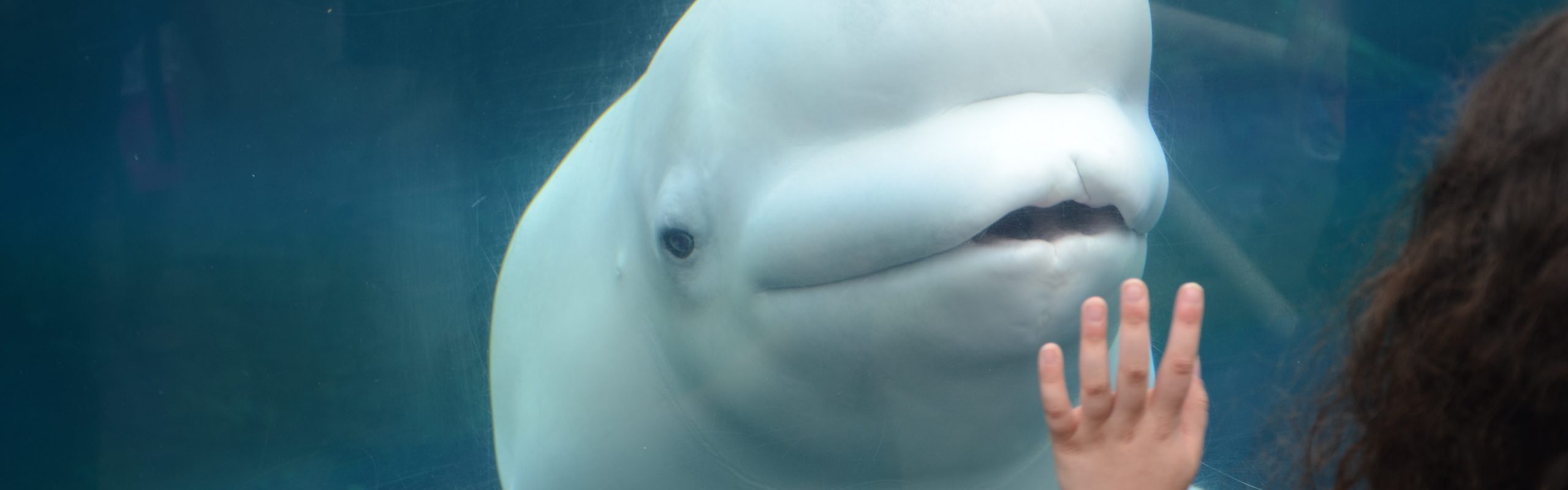 Beluga Whale (Delphinapterus leucas) – FaunaFocus