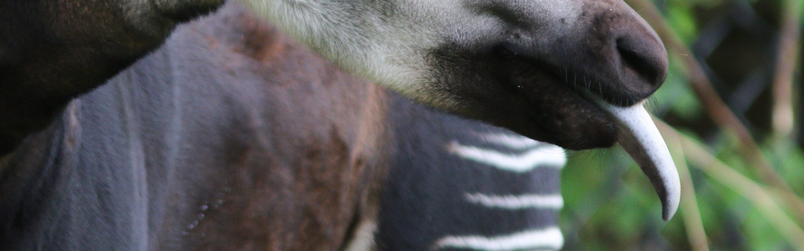 Okapi (Okapia johnstoni) – FaunaFocus