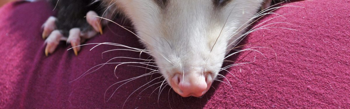 Virginia Opossum – FaunaFocus