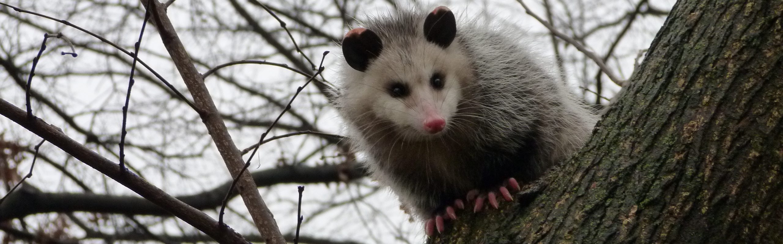 Virginia Opossum (Didelphis virginiana) – FaunaFocus