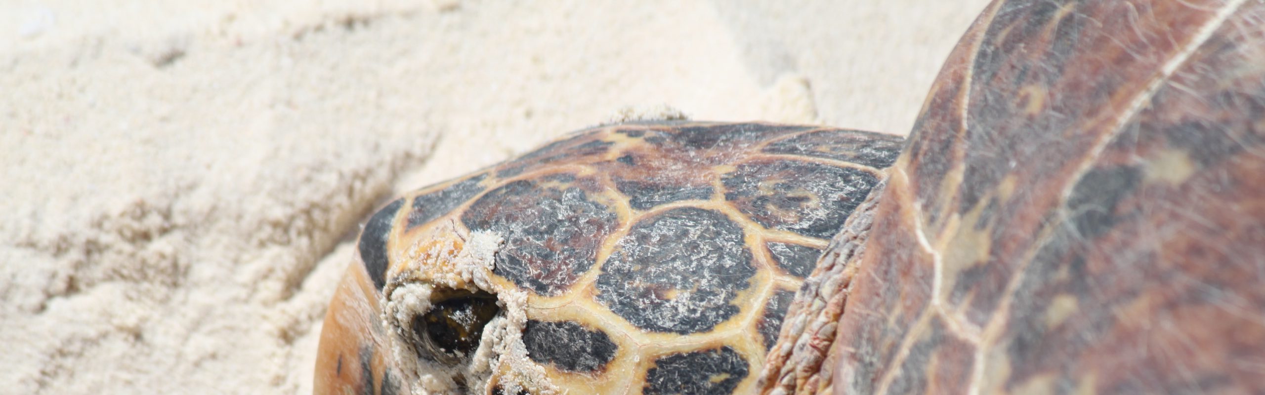Hawksbill Turtle (Eretmochelys imbricata) – FaunaFocus