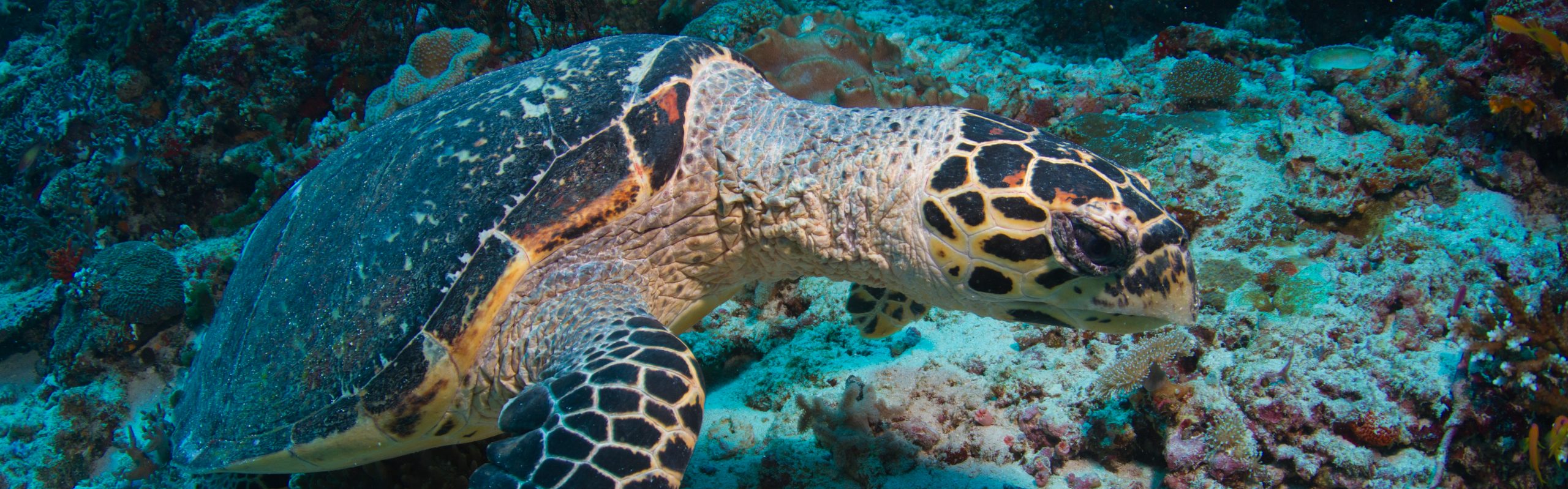 Hawksbill Turtle (Eretmochelys imbricata) – FaunaFocus