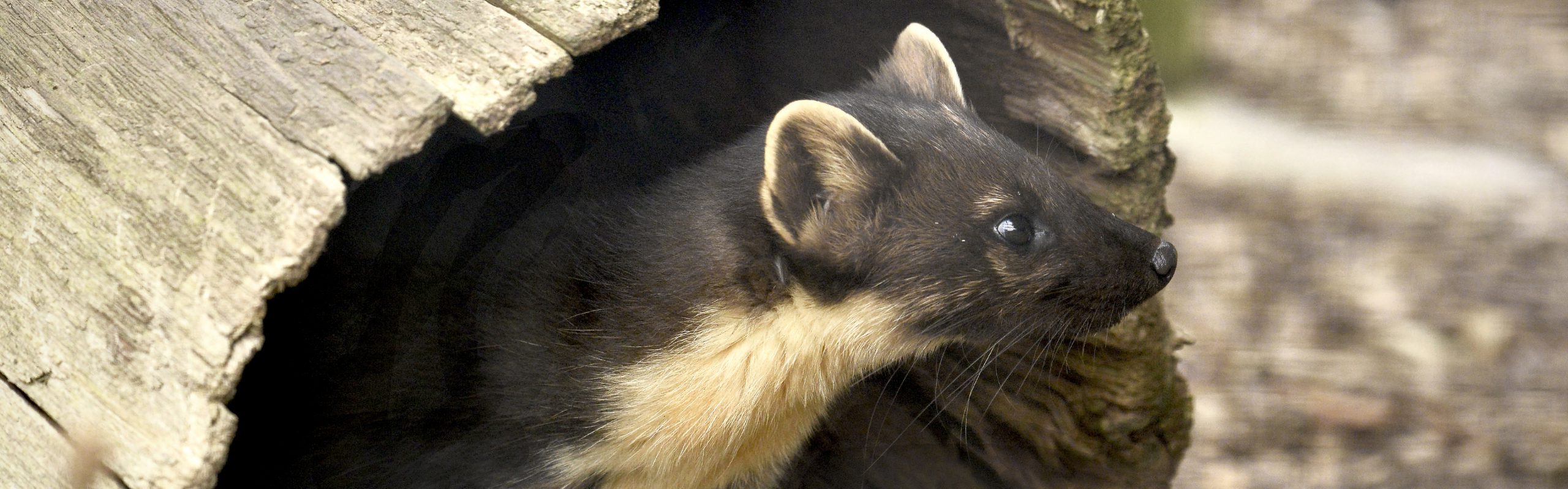 Pine Marten (Martes martes) – FaunaFocus