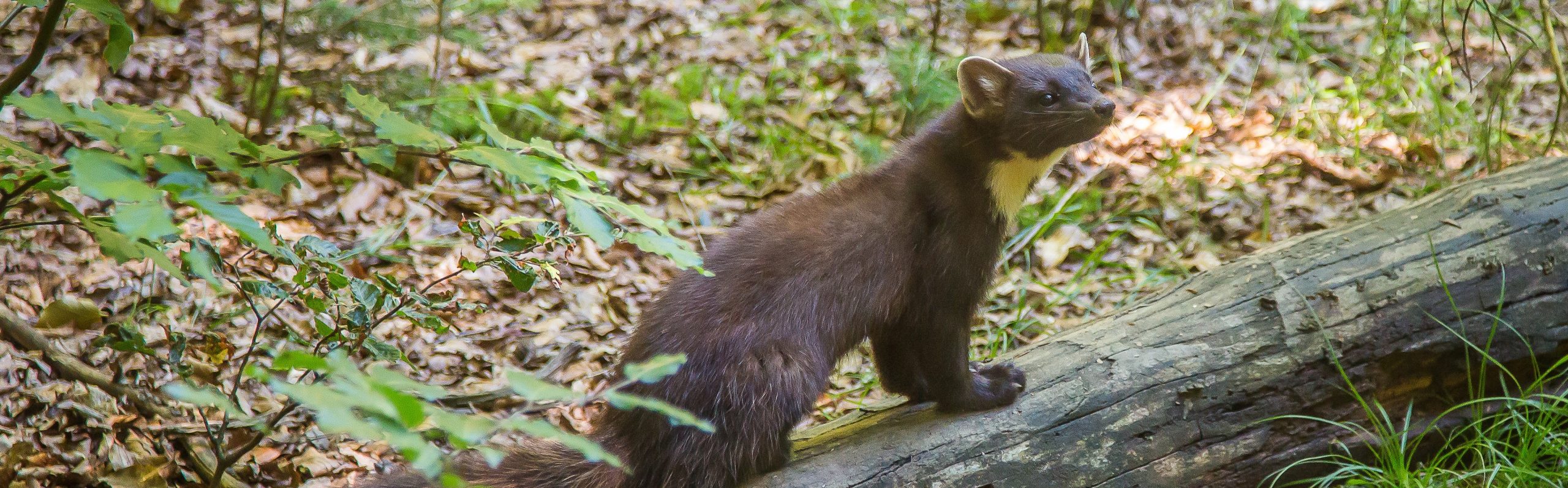 Pine Marten (Martes martes) – FaunaFocus