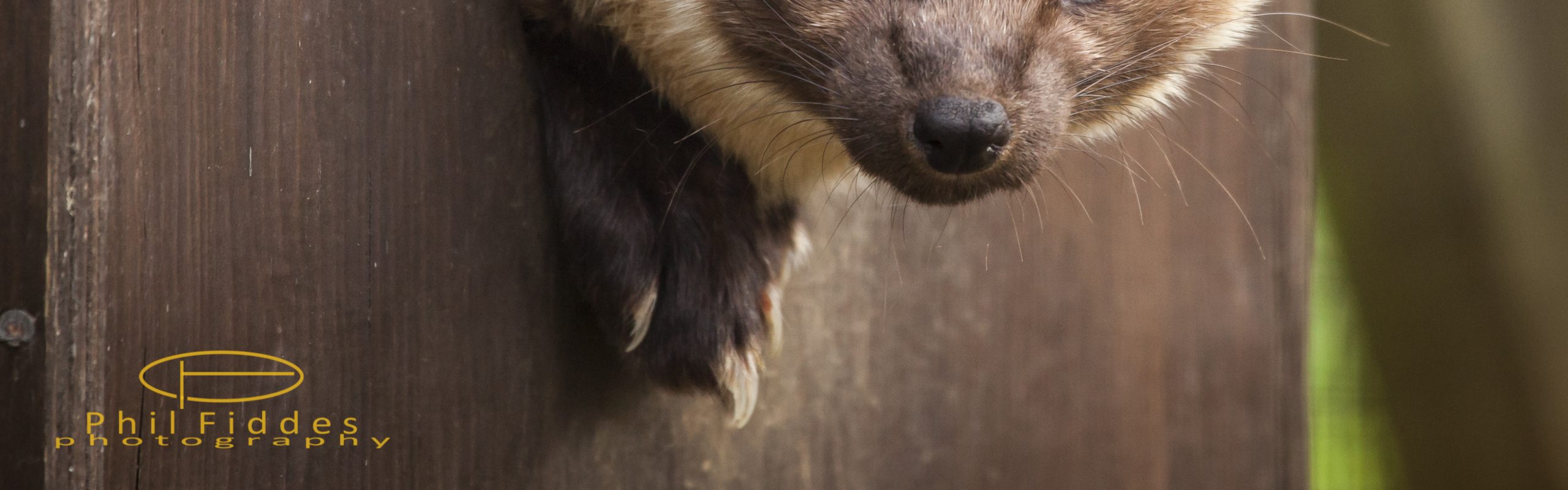 Pine Marten (Martes martes) – FaunaFocus