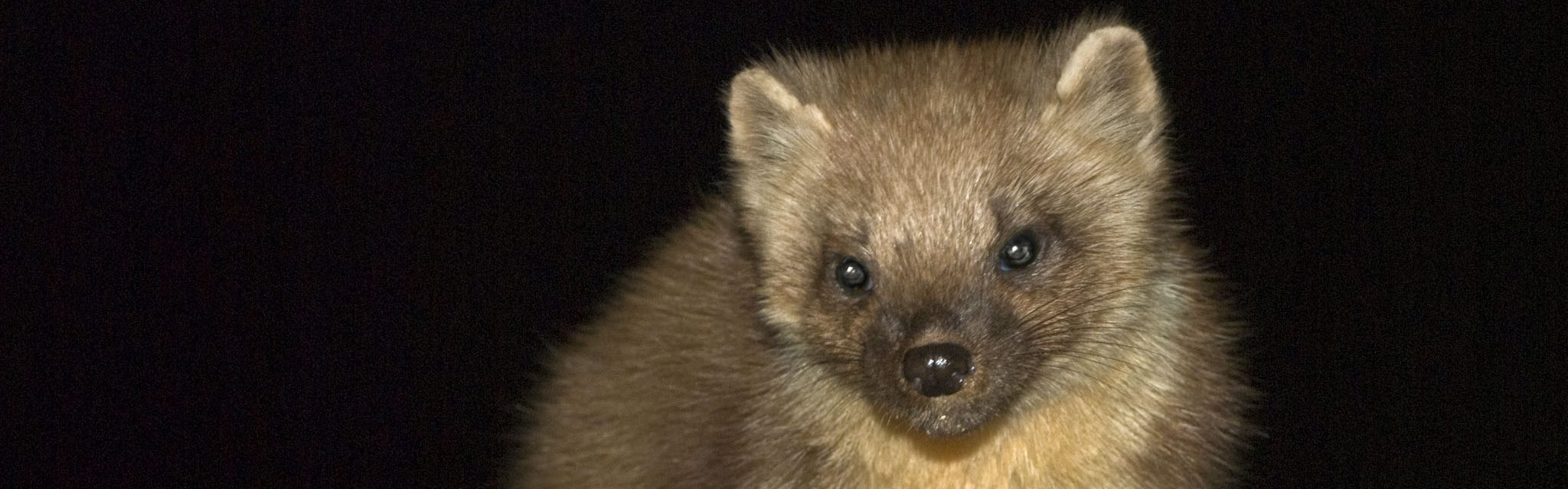 Pine Marten (Martes martes) – FaunaFocus