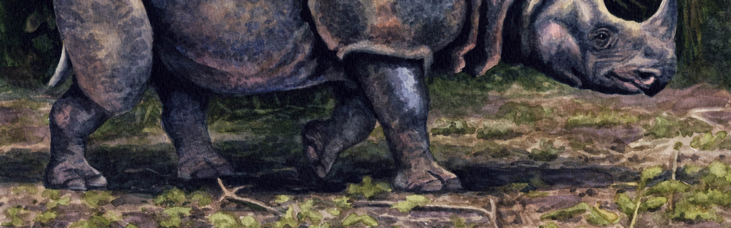 Javan Rhinoceros (Rhinoceros sondaicus) – FaunaFocus