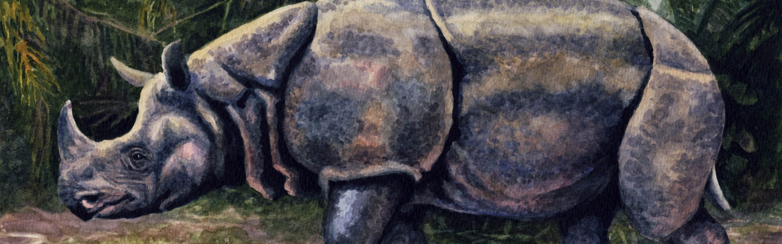Javan Rhinoceros (Rhinoceros sondaicus) – FaunaFocus