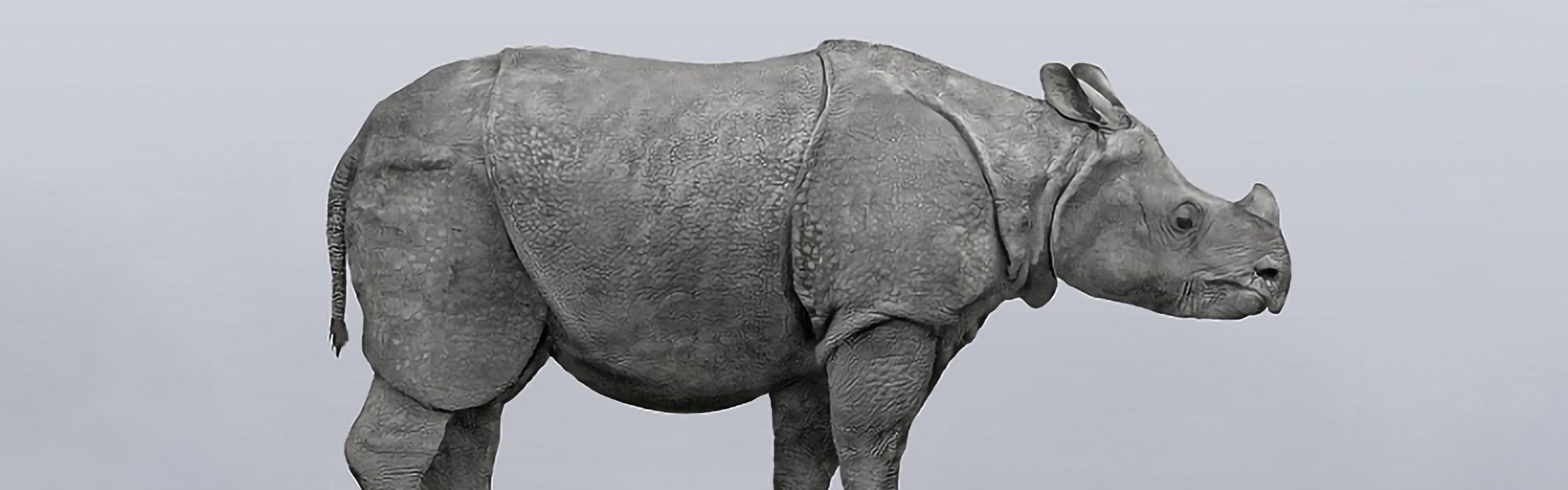Javan Rhinoceros (Rhinoceros sondaicus) – FaunaFocus