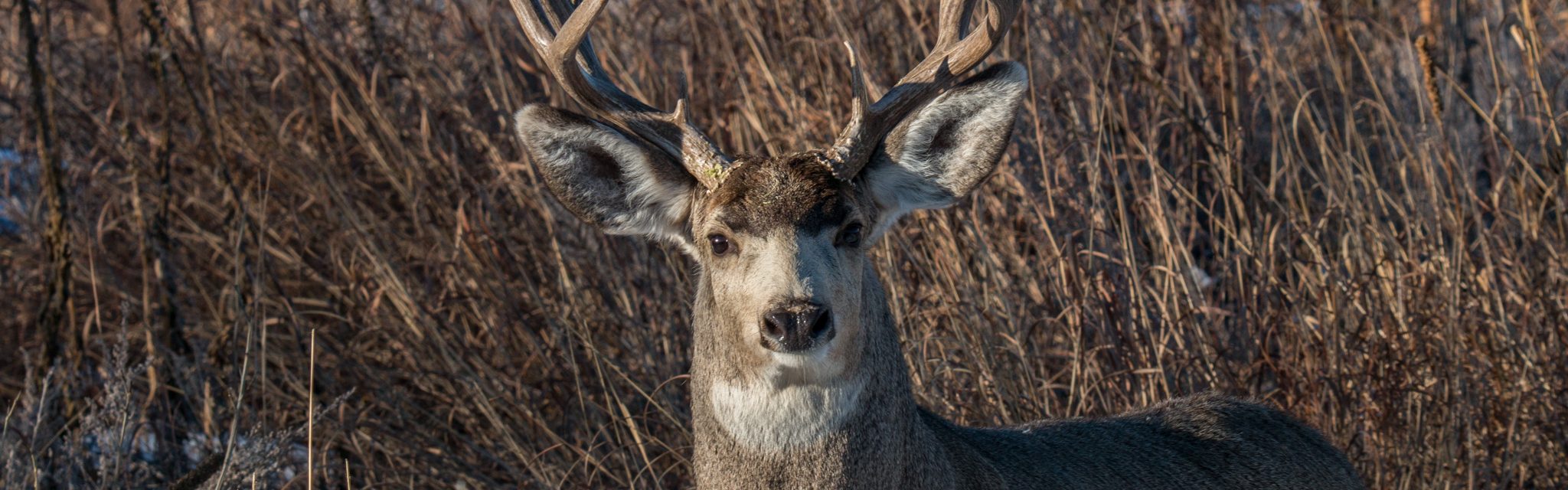 Mule Deer (Odocoileus hemionus) – FaunaFocus