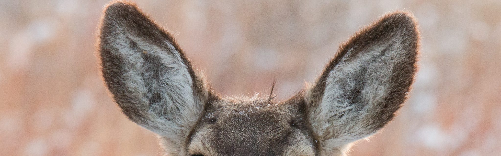 Mule Deer (Odocoileus hemionus) – FaunaFocus