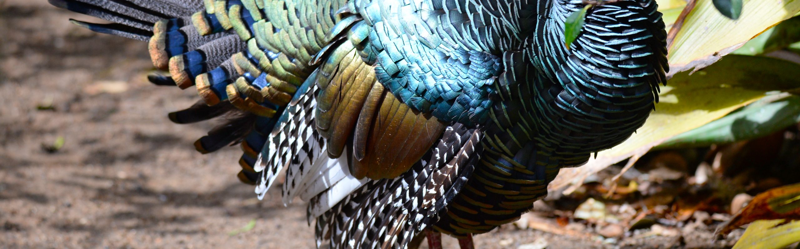 Ocellated Turkey (Meleagris ocellata) – FaunaFocus