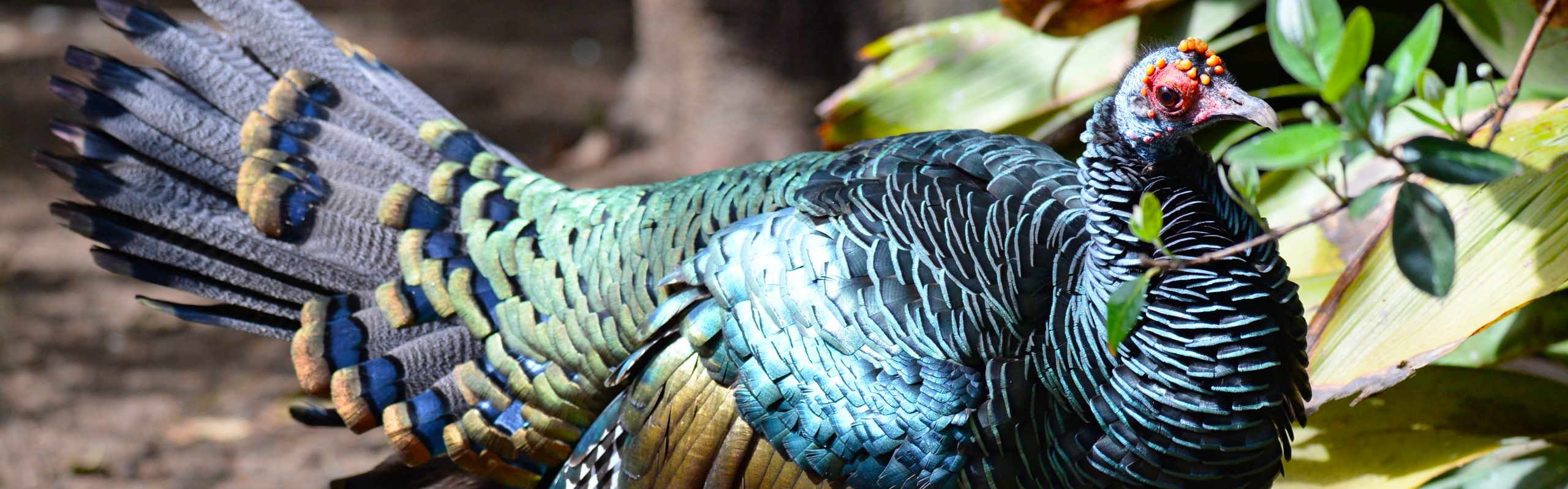 Ocellated Turkey (Meleagris ocellata) – FaunaFocus