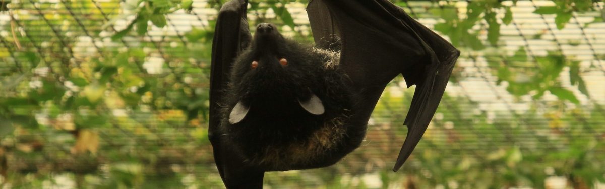 Livingstone’s Flying Fox – FaunaFocus