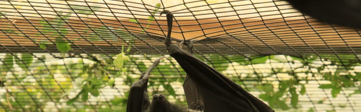 Livingstone’s Flying Fox – FaunaFocus