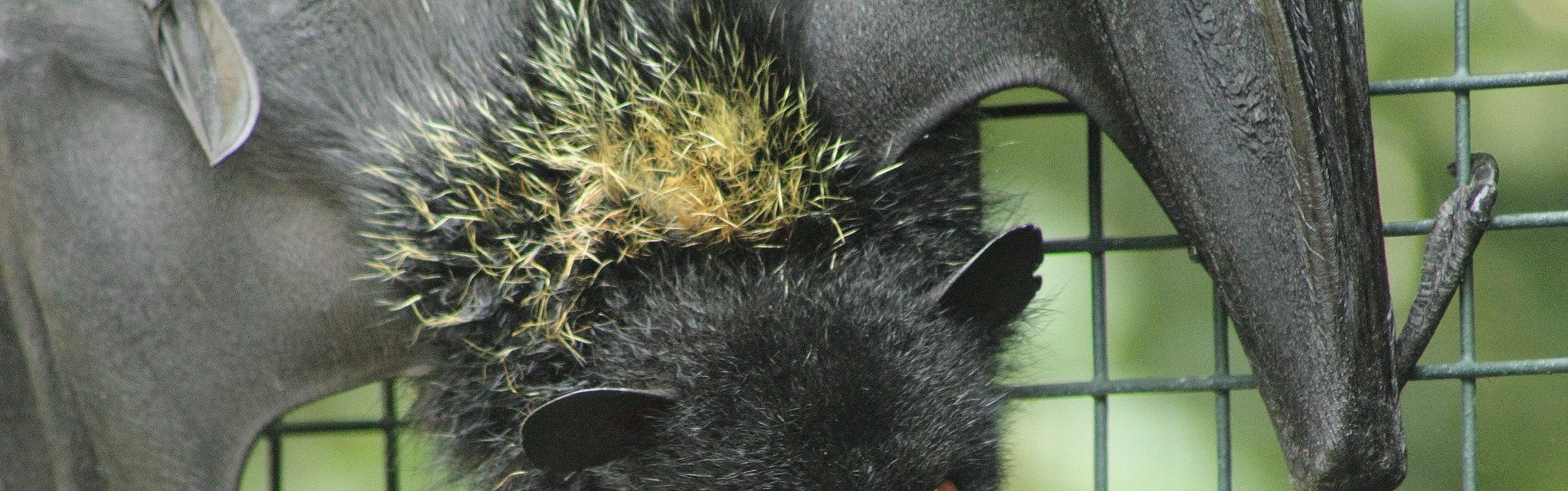 Livingstone’s Flying Fox (Pteropus livingstonii) – FaunaFocus