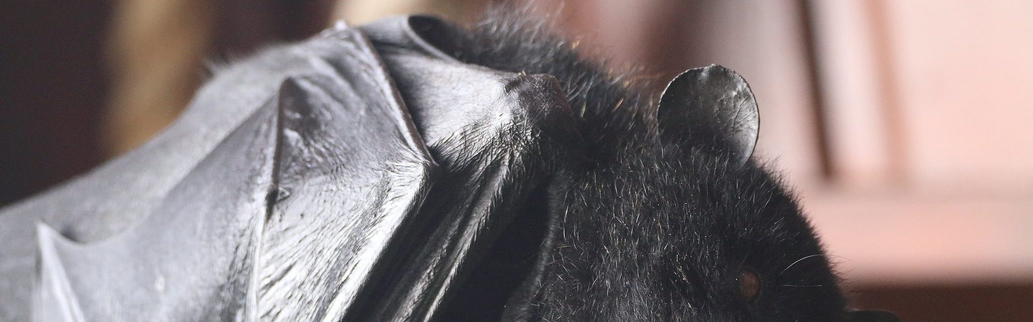 Livingstone’s Flying Fox (Pteropus livingstonii) – FaunaFocus