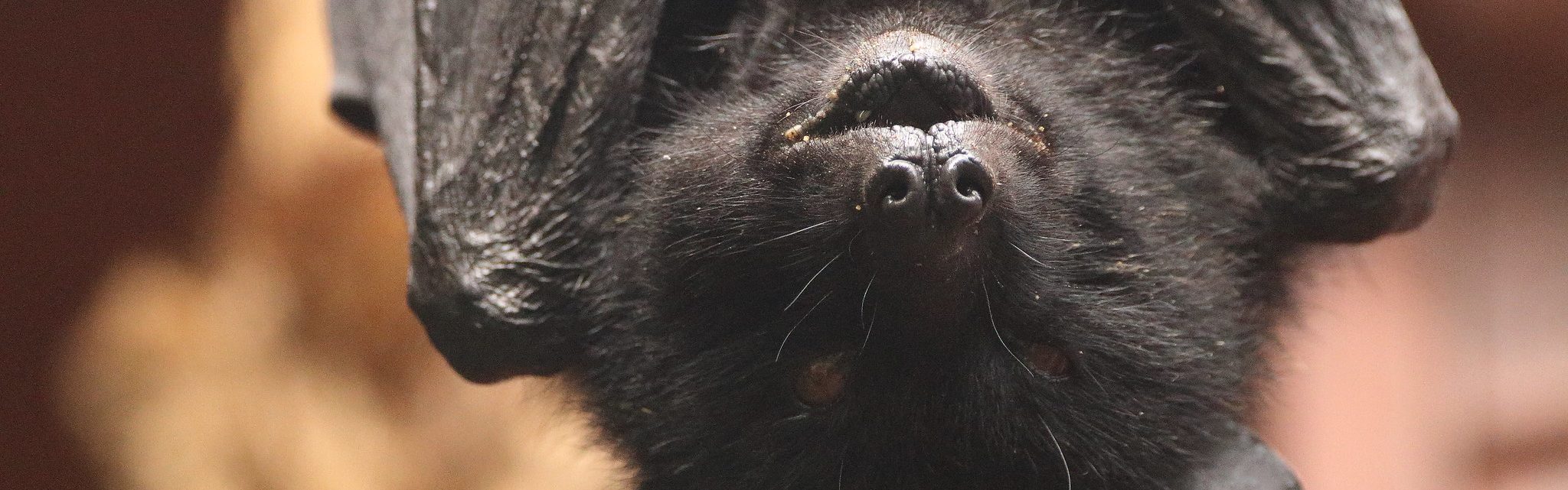 Livingstone’s Flying Fox (Pteropus livingstonii) – FaunaFocus