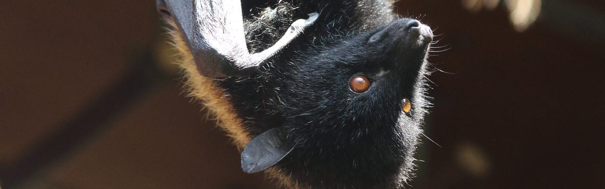 Livingstone’s Flying Fox (Pteropus livingstonii) – FaunaFocus
