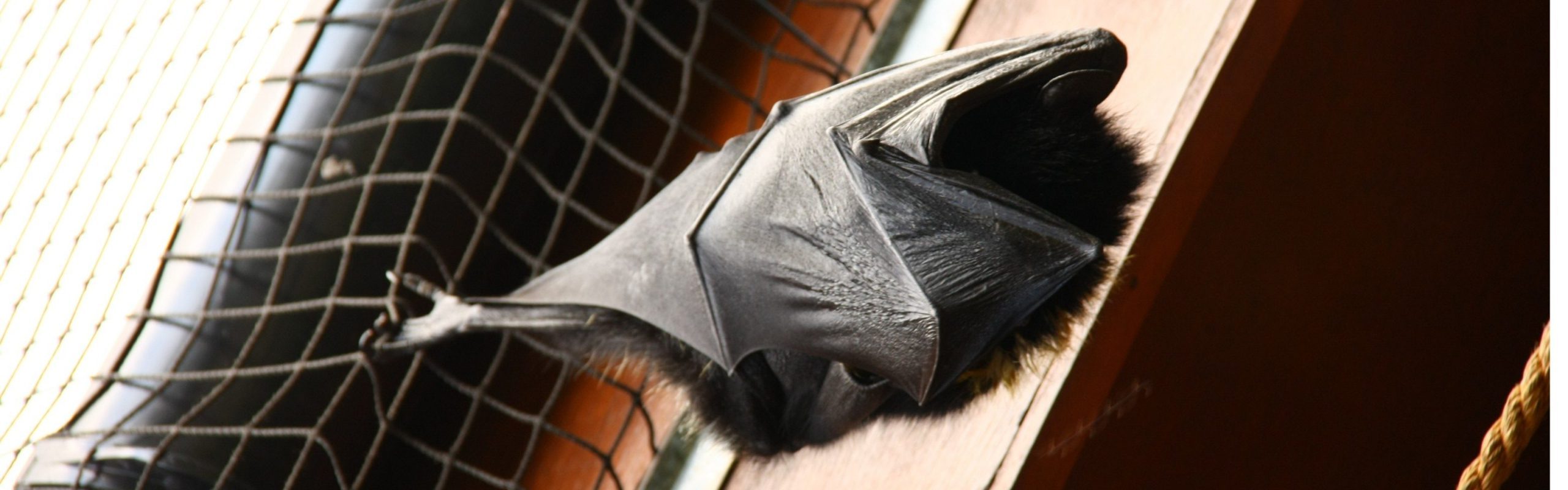 Livingstone’s Flying Fox (Pteropus livingstonii) – FaunaFocus