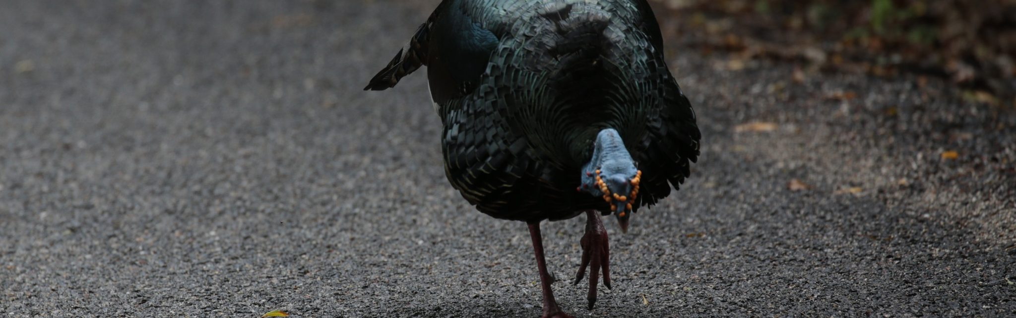 Ocellated Turkey (Meleagris ocellata) – FaunaFocus