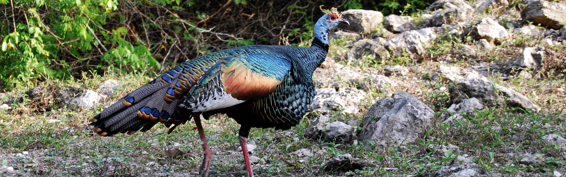 Ocellated Turkey (Meleagris ocellata) – FaunaFocus