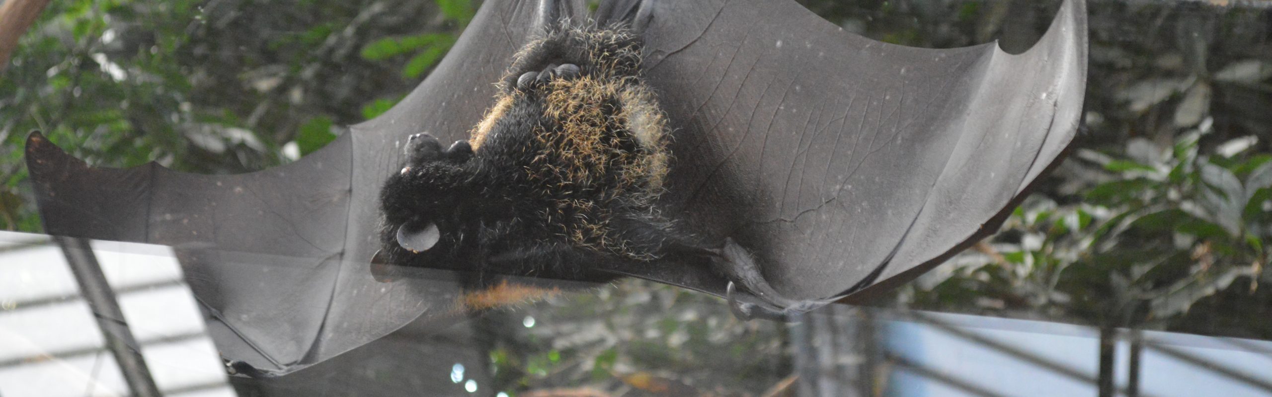 Livingstone’s Flying Fox (Pteropus livingstonii) – FaunaFocus