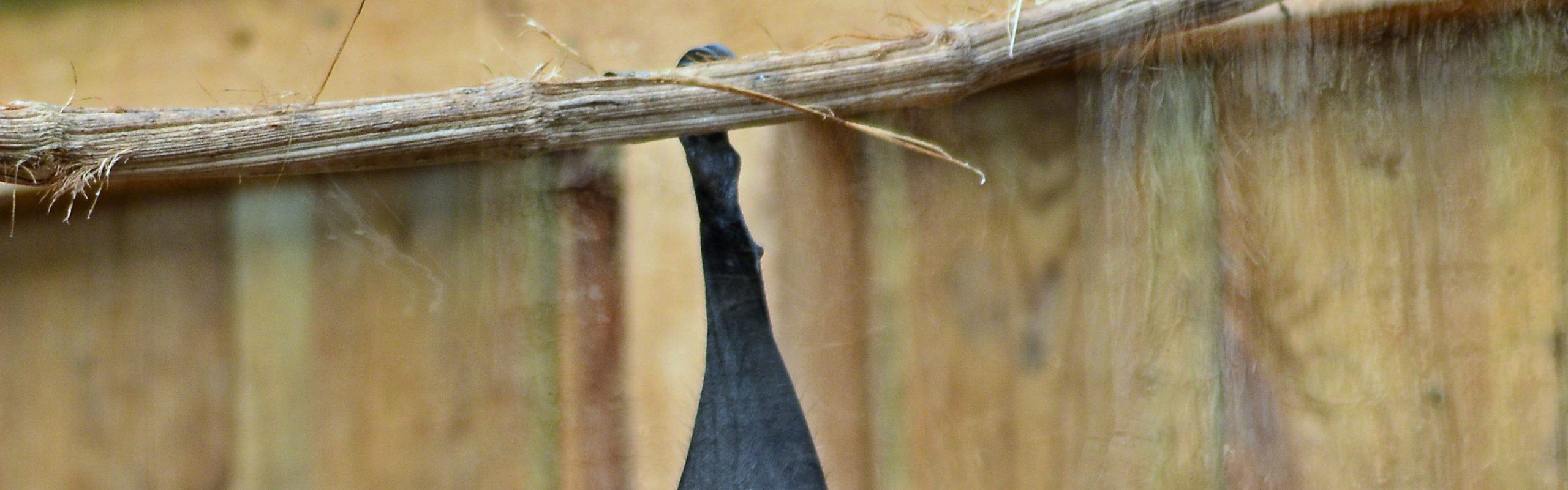 Livingstone’s Flying Fox (Pteropus livingstonii) – FaunaFocus