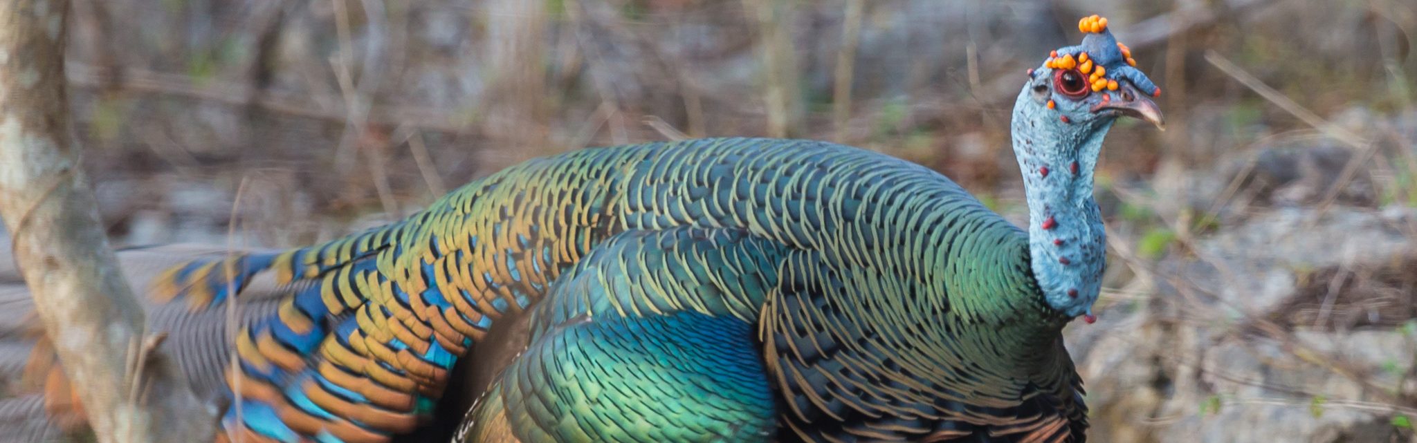 Ocellated Turkey (Meleagris ocellata) – FaunaFocus
