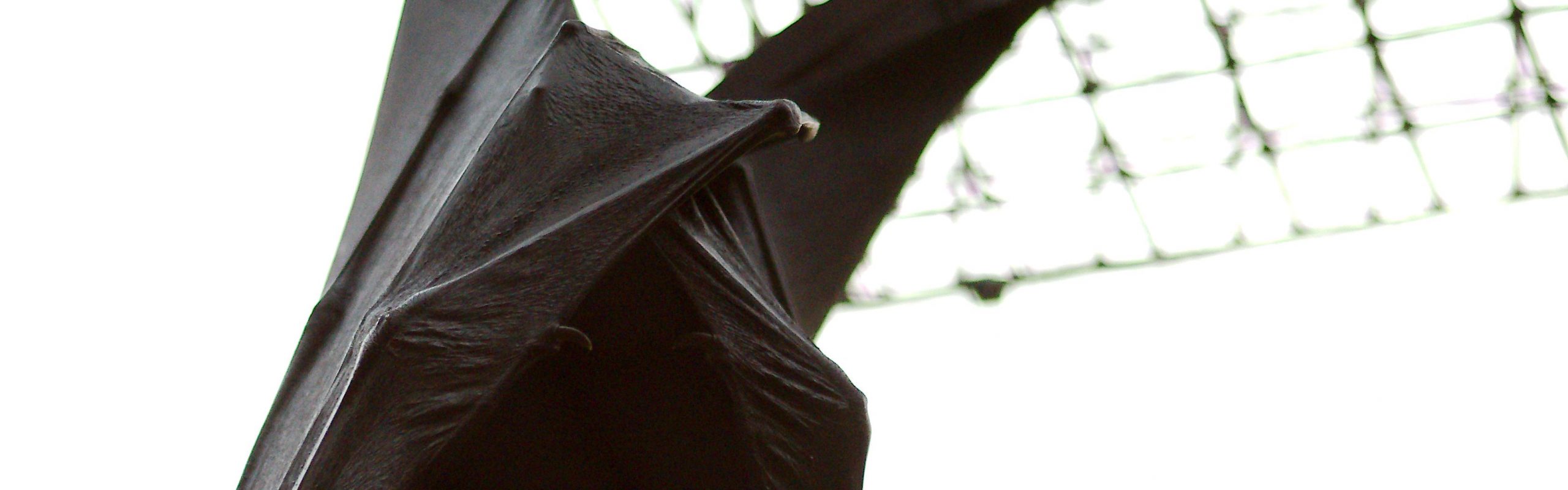 Livingstone’s Flying Fox (Pteropus livingstonii) – FaunaFocus