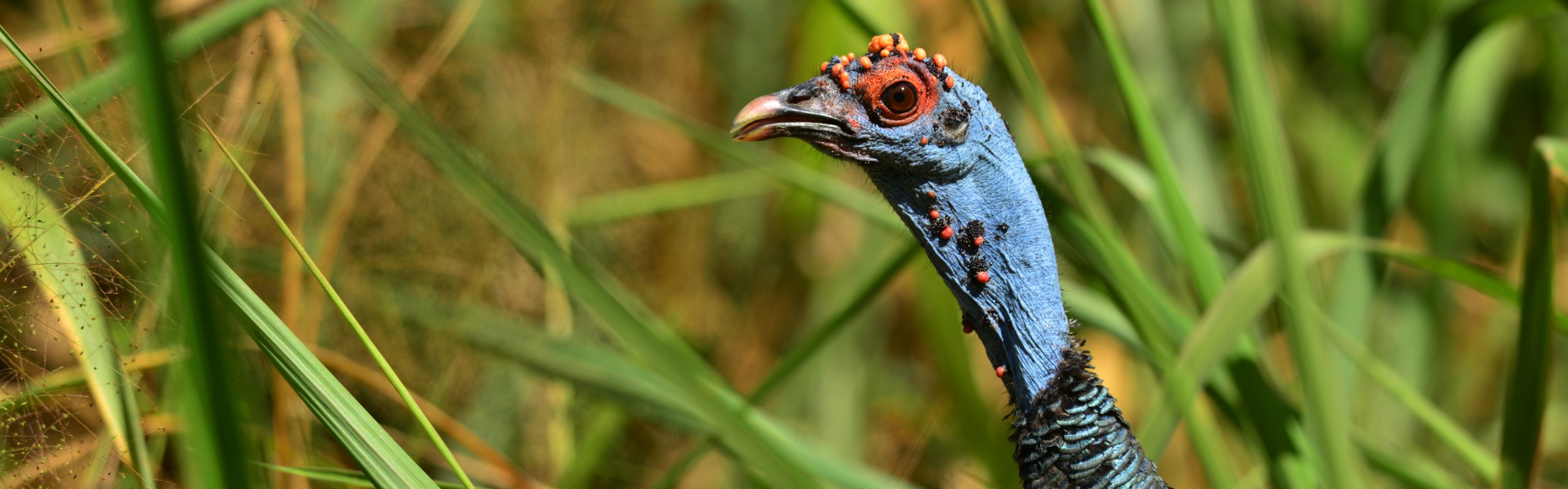 Ocellated Turkey (Meleagris ocellata) – FaunaFocus
