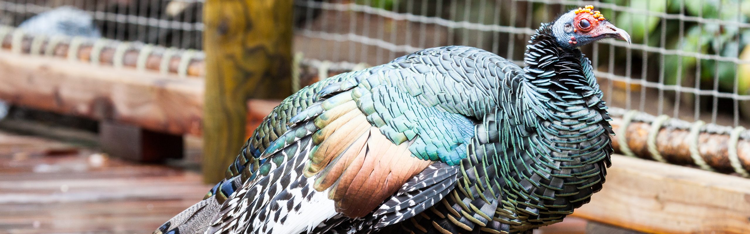 Ocellated Turkey (Meleagris ocellata) – FaunaFocus