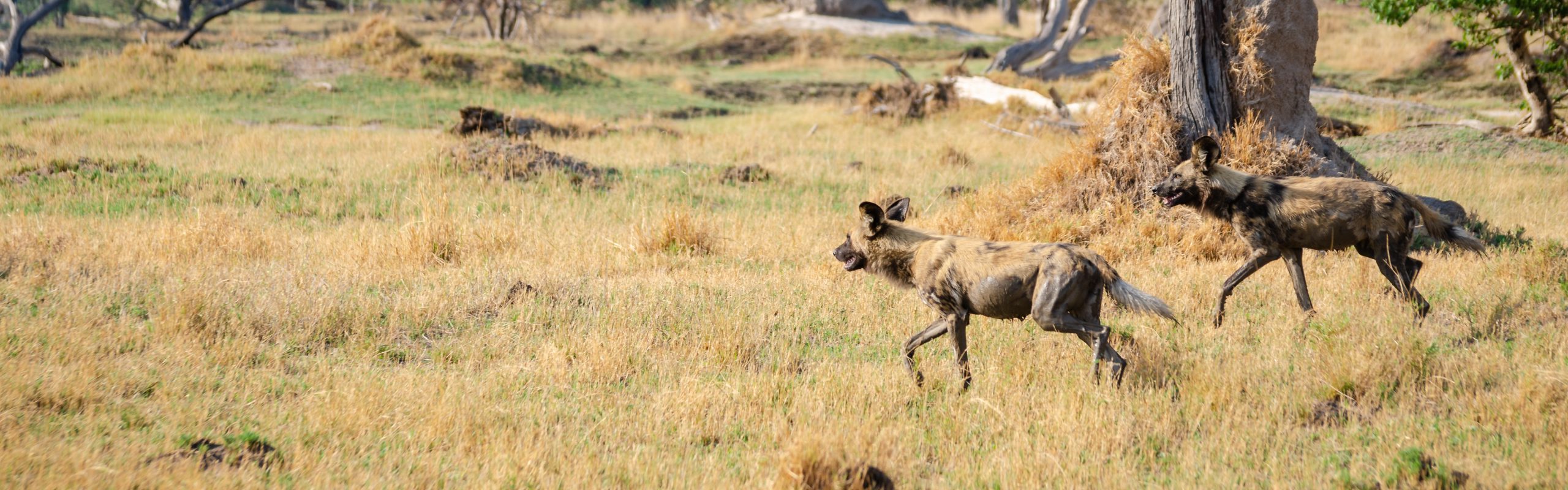African Wild Dog (Lycaon pictus) – FaunaFocus