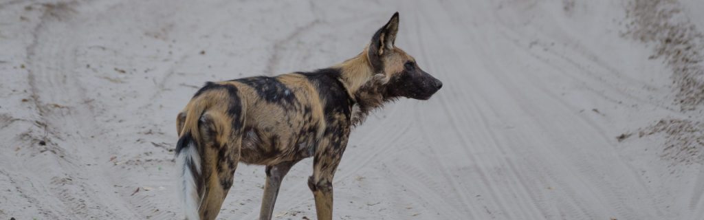 African Wild Dog (Lycaon pictus) – FaunaFocus