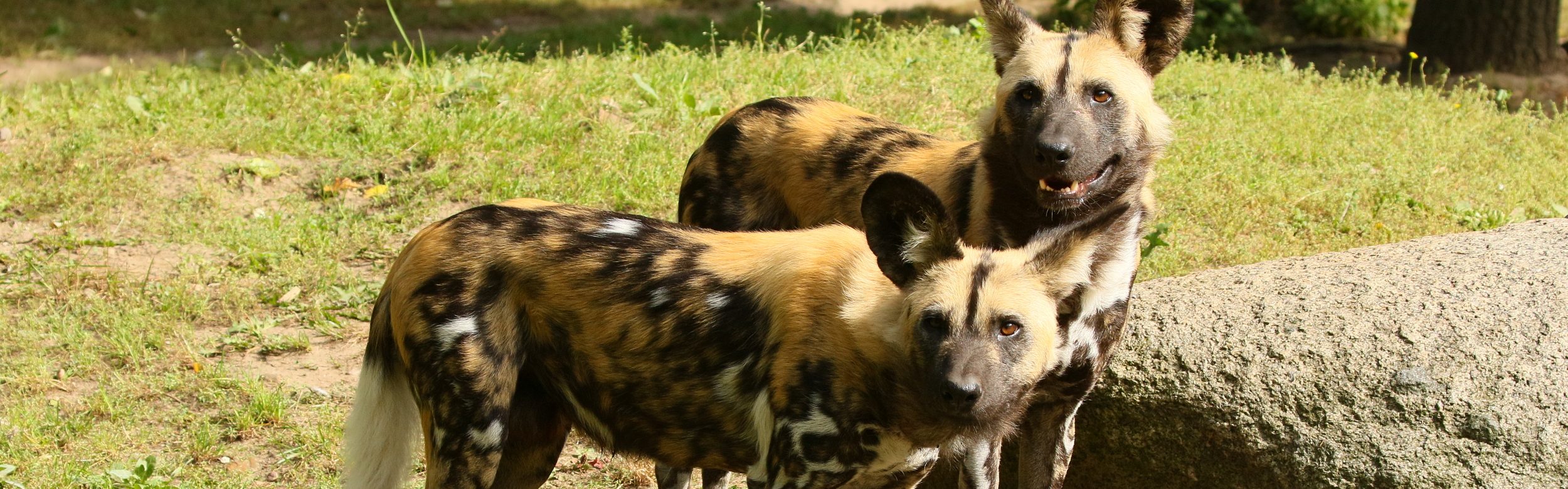 African Wild Dog (Lycaon pictus) – FaunaFocus