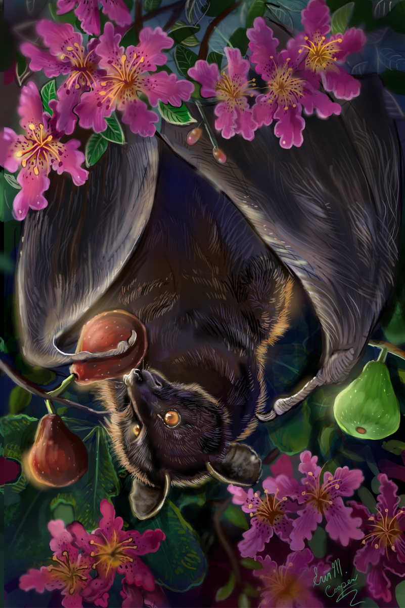 Free-For-All: Livingstone’s Flying Fox – FaunaFocus