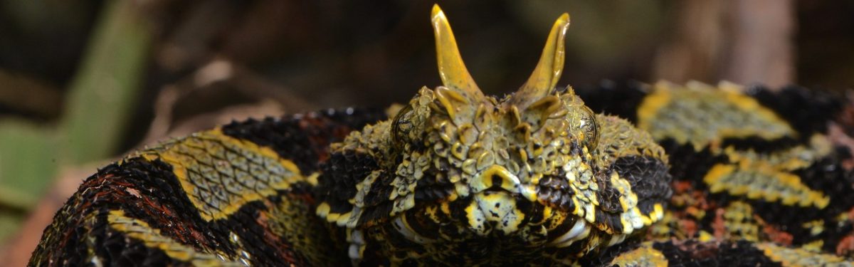 Butterfly Viper (Bitis nasicornis) – FaunaFocus